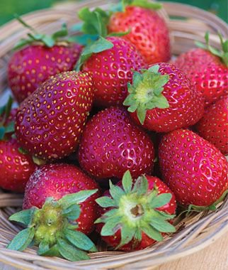 200 Seeds Elan F1 Strawberry Plant Fresh Seeds