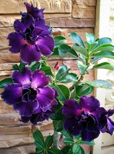 4 Seeds Desert Rose Adenium Sky Blue Double Petals Fresh Seeds