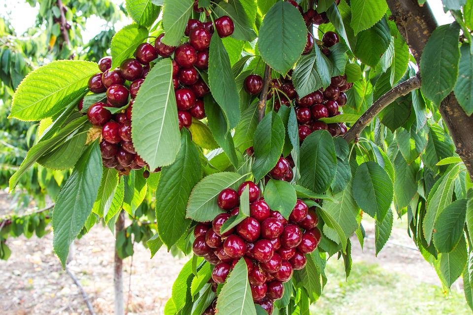 20 Seeds Dwarf Cherry Tree SelfFertile Bonsai Fresh Seeds