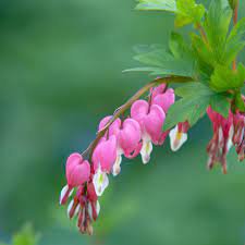 10 Seeds Mixed Bleeding Heart Flower Seeds Fresh Seeds
