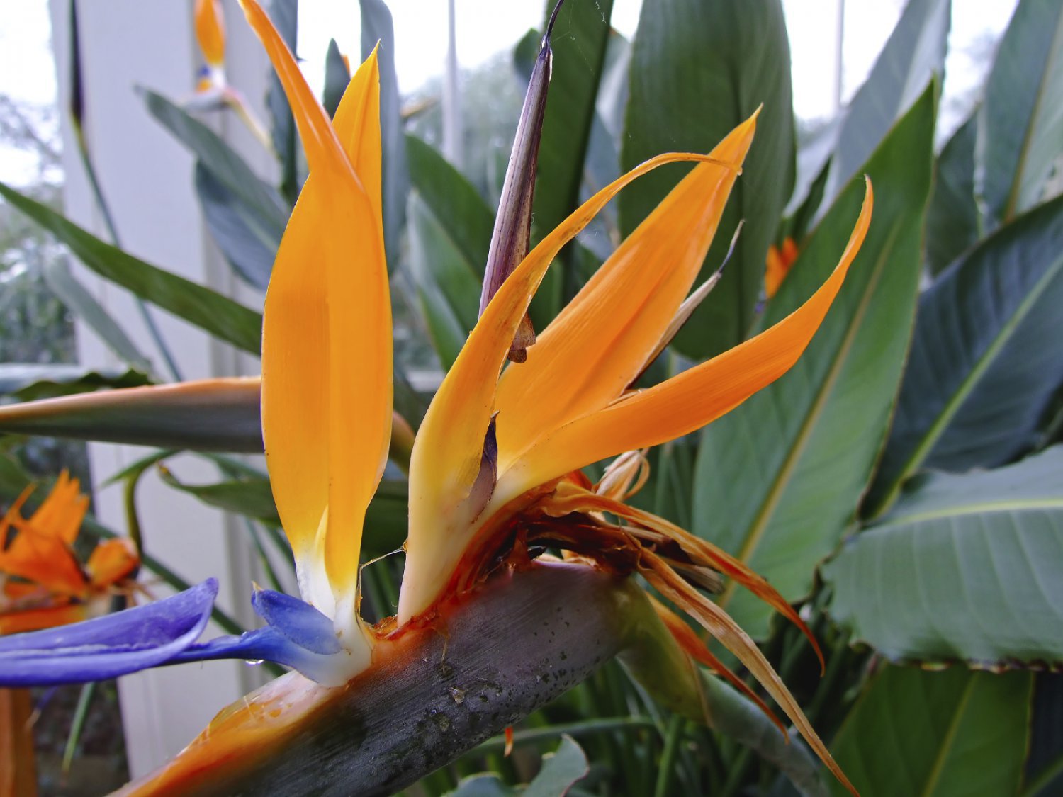 200 Seeds Bird of Paradise Strelitzia Reginae Indoor Plant Seeds Fresh ...