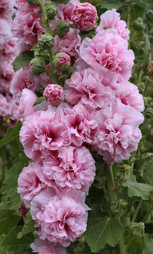 40 Seeds Rare Althaea Rosea Pink Hollyhock Compact Flower Seeds Fresh Seeds