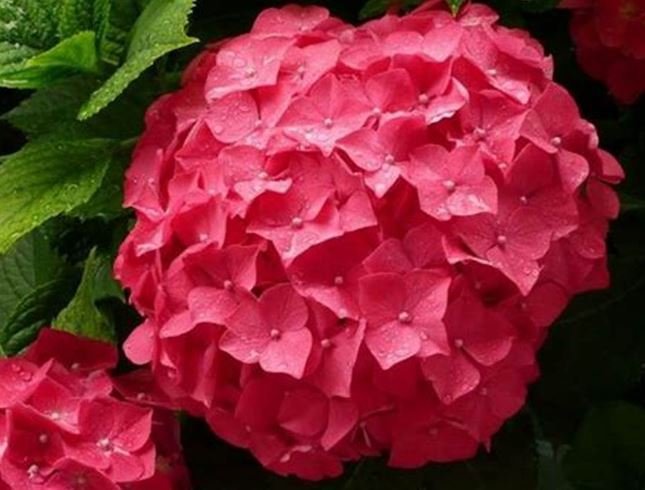 30 Seeds Rare Red Hydrangea Mother Seeds Fresh Seeds