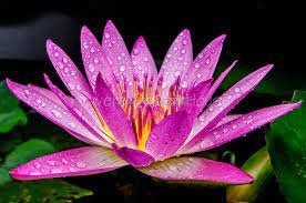 2 Seeds Rare Indonesia Blood Red Lotus Flower Seeds Fresh Seeds