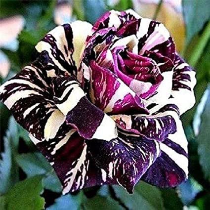400 Seeds Black Dragon Rose Bush Flower Seeds Fresh Seeds