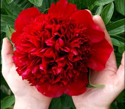 10 Seeds Rare 'Mudanji' Blackish Deep Red Peony Tree Seeds Fresh Seeds