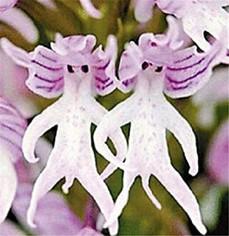 200 Seeds Rare Human Face Orchid Perennial Plant Seeds Fresh Seeds