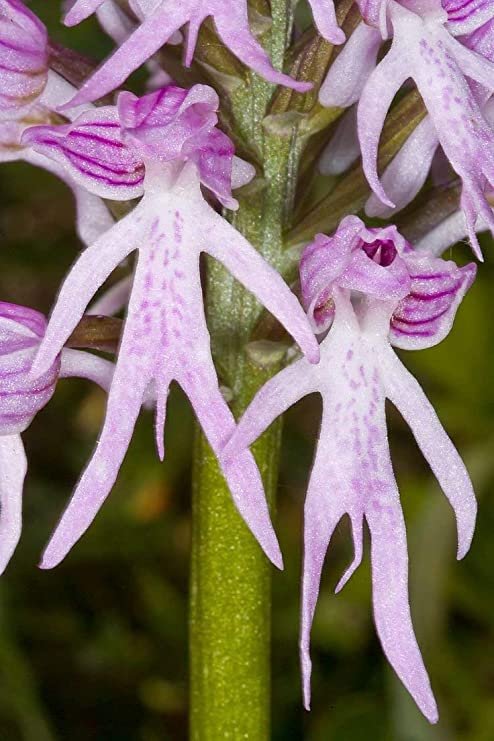 200 Seeds Rare Human Face Orchid Perennial Plant Seeds Fresh Seeds
