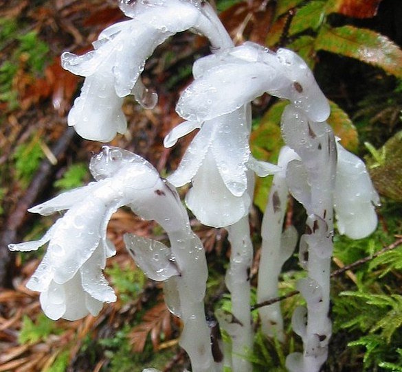 20 Seeds Monotropa Uniflora Indian Pipe Cheilotheca Humilis White ...