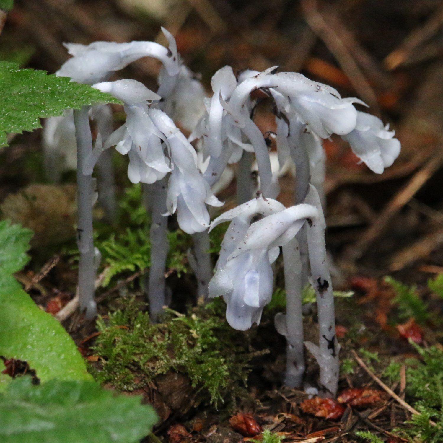 20 Seeds Monotropa Uniflora Indian Pipe Cheilotheca Humilis White ...