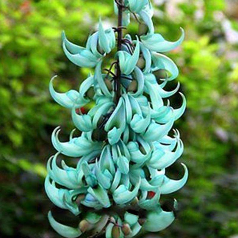 20 Seeds Rare Endangered Jade Vine 'Strongylodon Macrobotrys' Flower ...