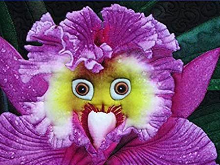 200 Seeds World's Rarest Baby Face Orchid Perennial Flower Seeds Fresh ...