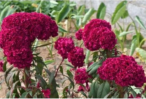 160 Seeds Amish Heirloom Indiana Giant Cockscomb Flower Seeds Fresh Seeds