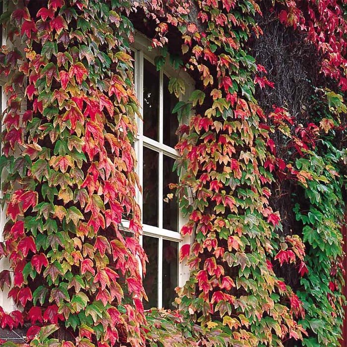 20 Seeds Heirloom Imported Red Ivy Climbing Plant Seeds Fresh Seeds