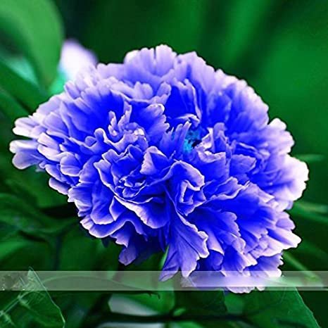 10 Seeds Double Light Blue Tree Peony Flower Seeds Fresh Seeds