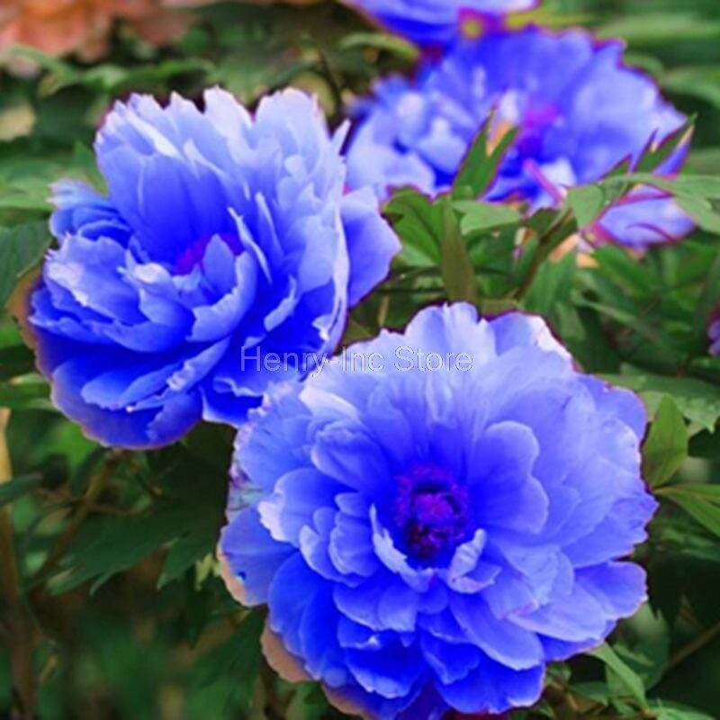 10 Seeds Double Light Blue Tree Peony Flower Seeds Fresh Seeds
