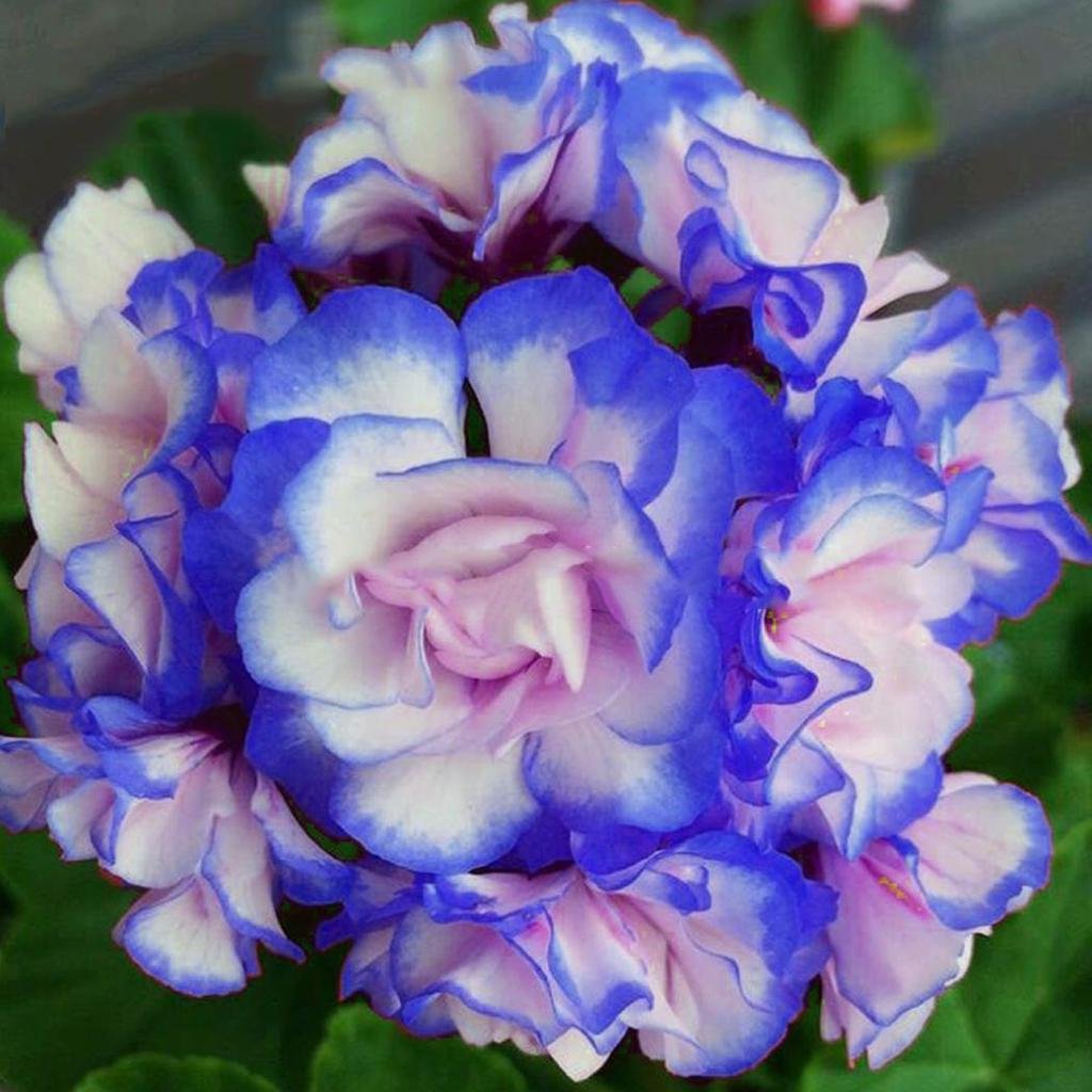20 Seeds Rare 'Night Blue' Geranium Appleblossom Rosebud Pelargonium ...