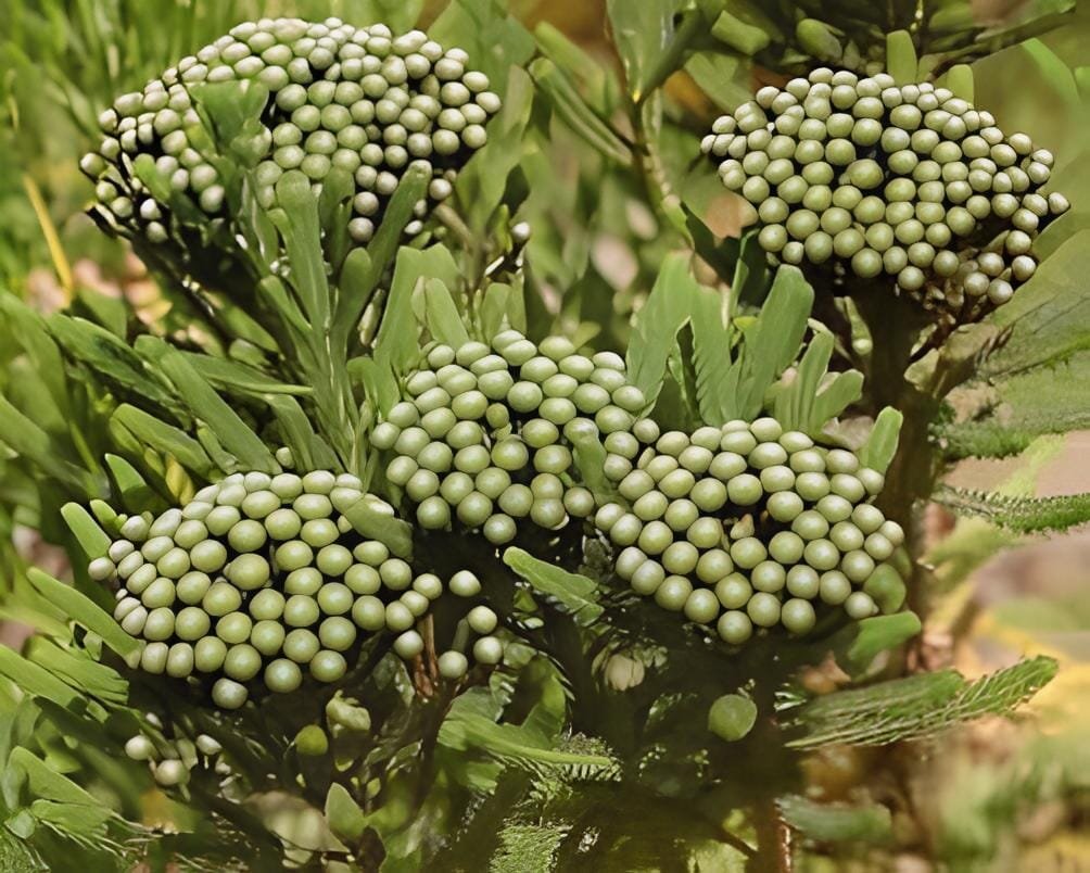 10 Seeds Brunia albiflora Brunia Laevis Garden Plants