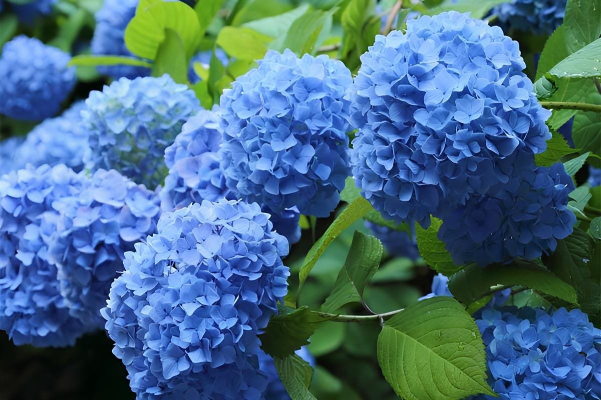 30 Seeds Blue Hydrangea Paniculata Grandiflora