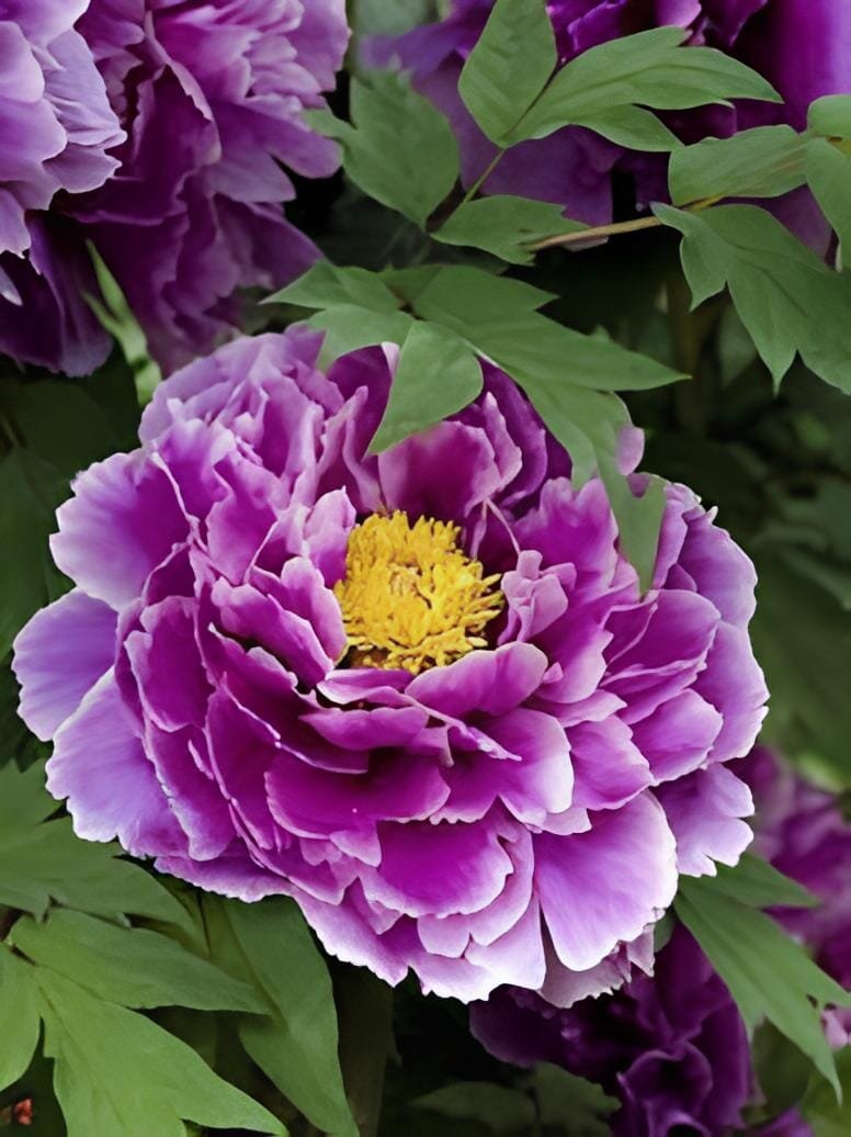 10 Seeds Rare 'Gui Fu' Dark Purple Peony Shrub Flower