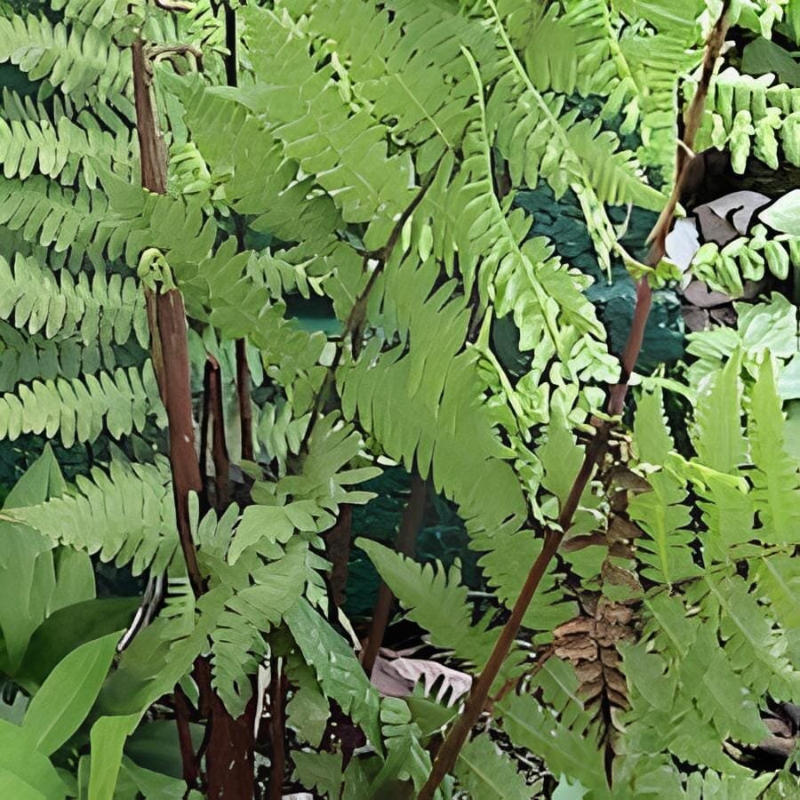 200 Seeds Garden Edible Fern Bonsai Rare Creeper Vines Grass Mixed ...