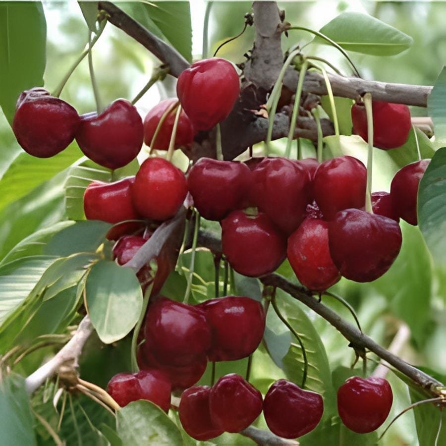 10 Seeds Rare Red Sweet Cherry Fruit Plant