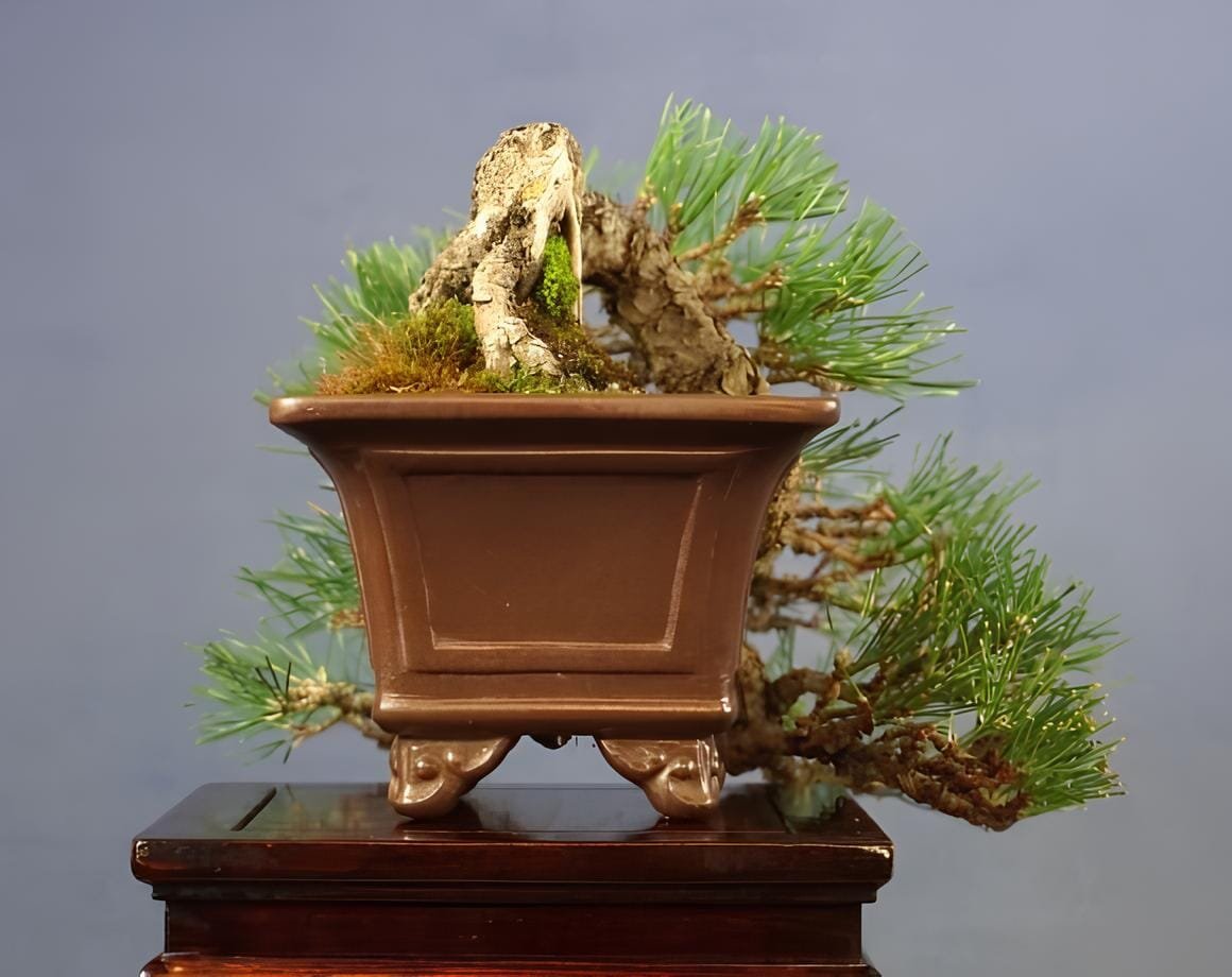 100 seeds Real Japanese Rare Rotundifolia Sen Nanyang Tree Bonsai