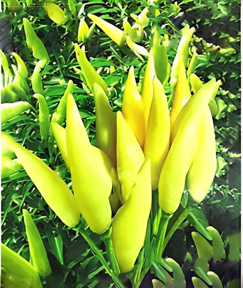 50 Seeds Pod Pepper Yellow Cluster of Hot Chili Vegetable