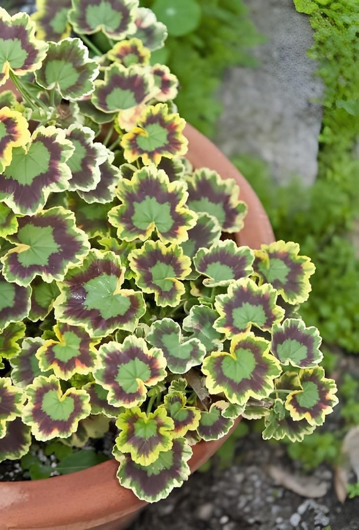 200 Seeds Rare Geranium - Colroful Leaves