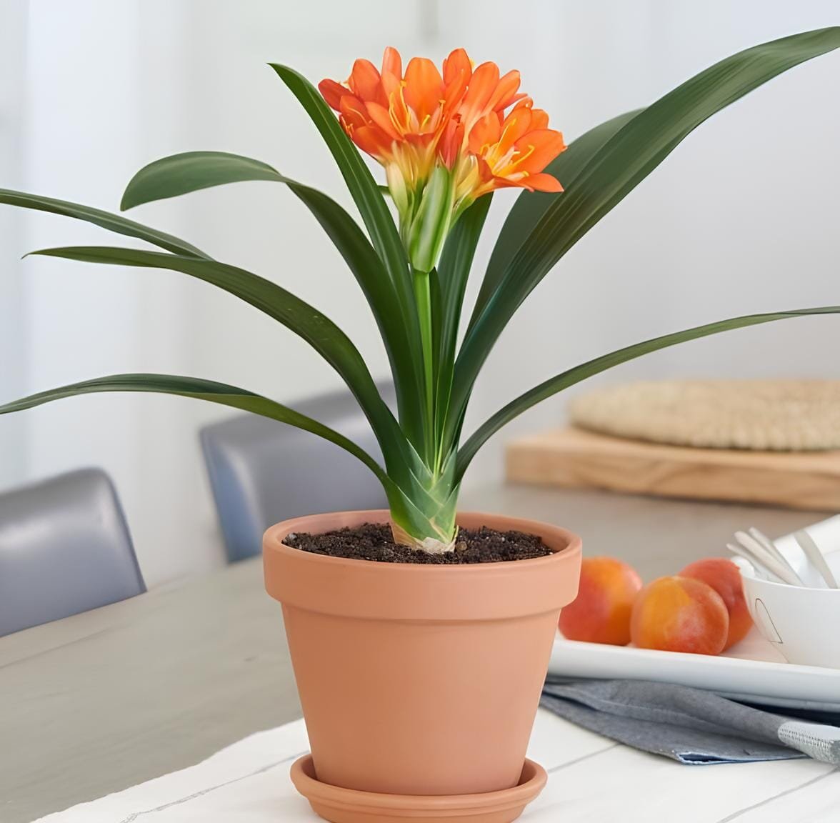 200 Seeds Mixed 8 Types of Clivia Indoor Ornamental Clivia Flowers ...