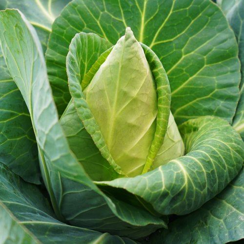 Golden Acre Cabbage 1 gram Seeds for planting