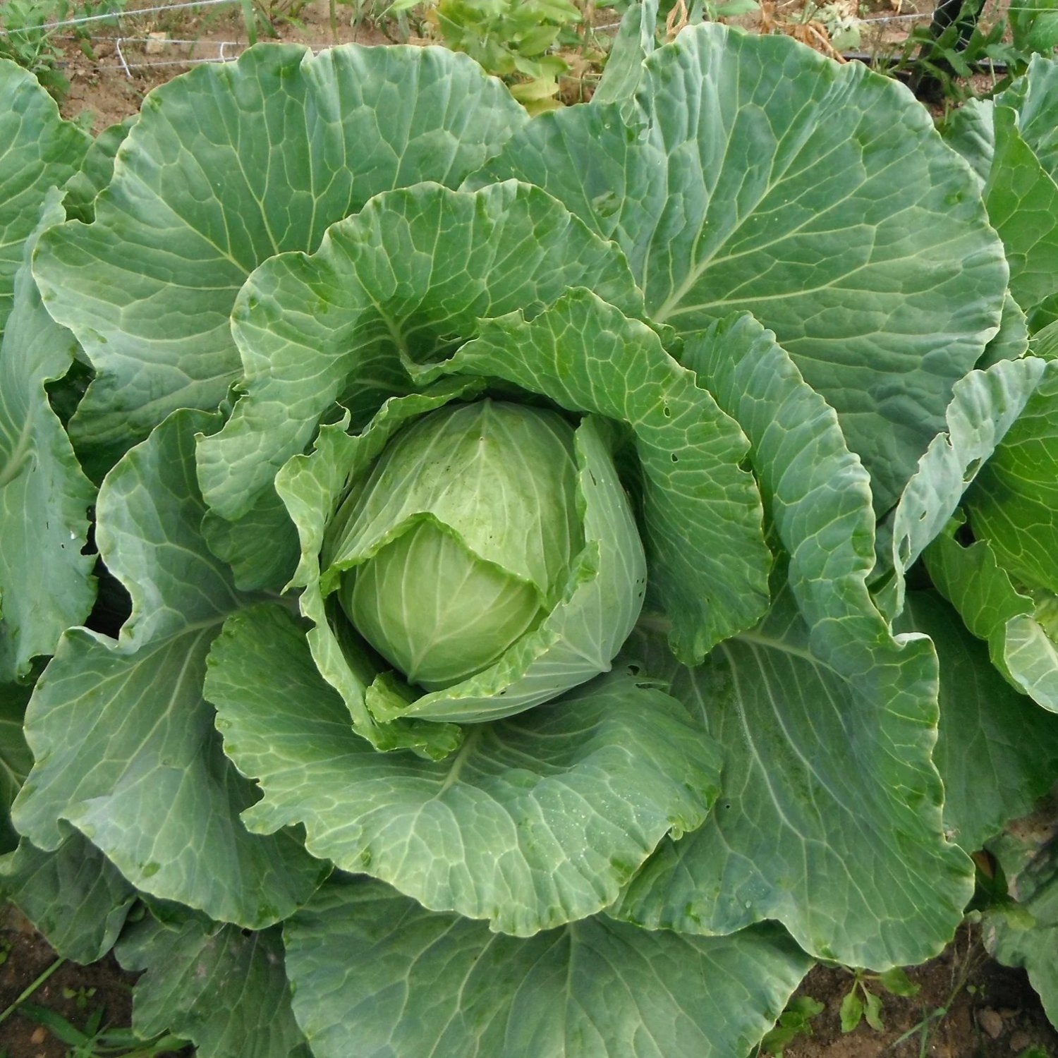 Copenhagen Market Cabbage 1 gram Seeds for planting