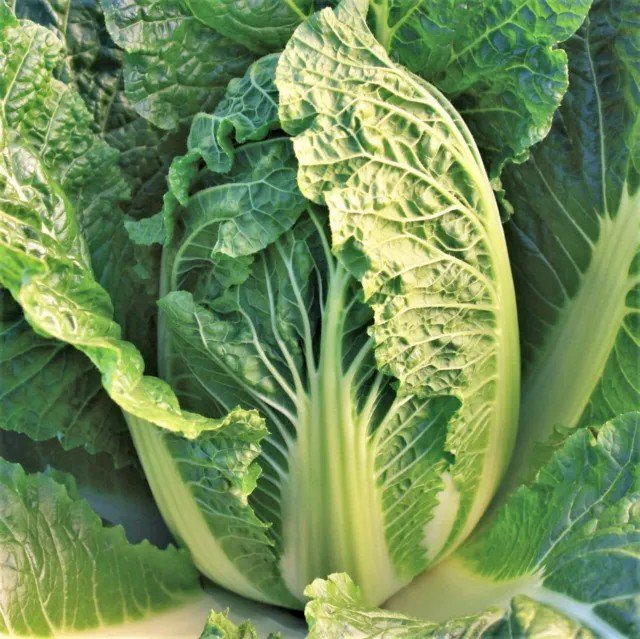 Chinese Cabbage Matsushima 500mg Seeds No. 2 Vegetables