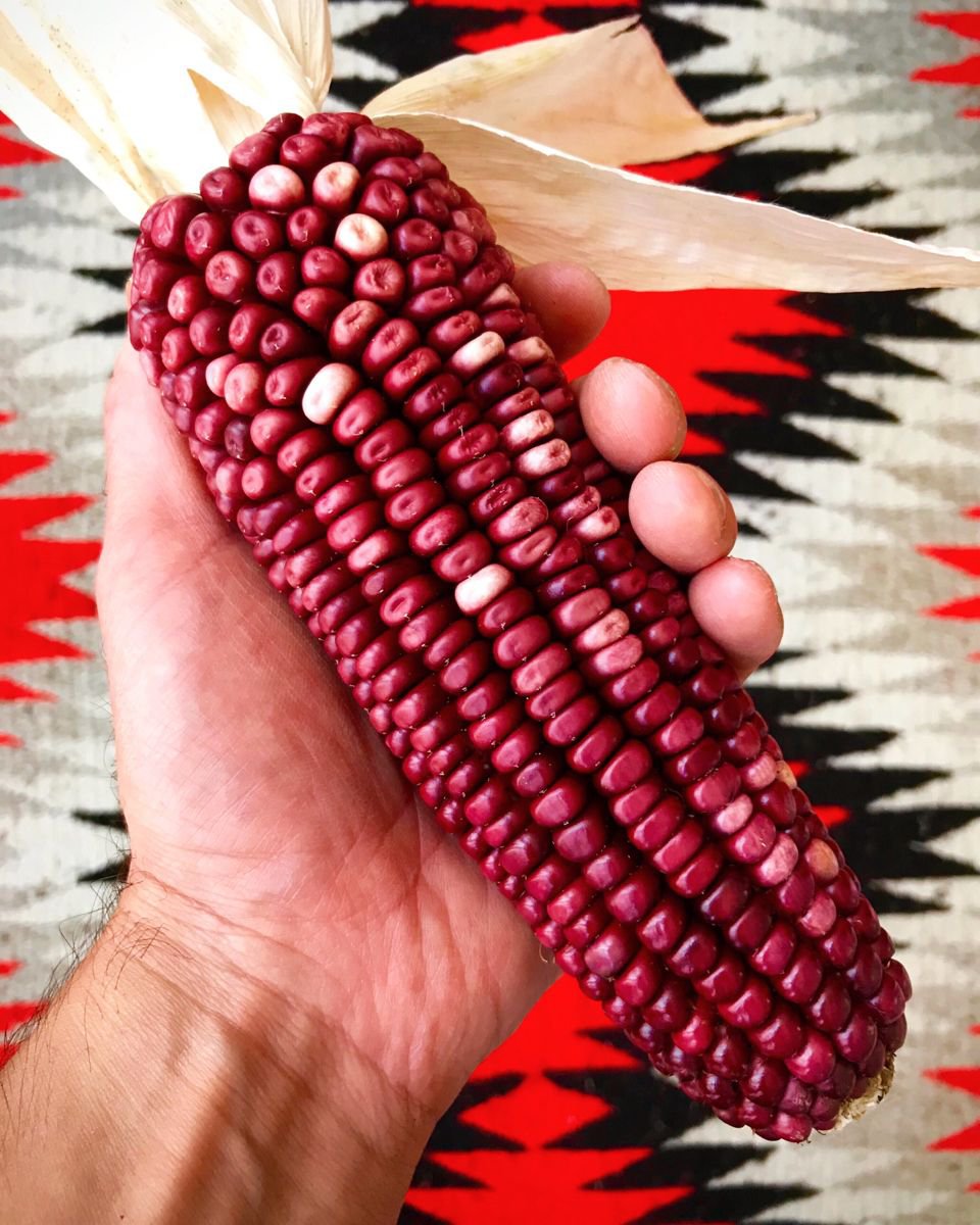 Bloody Butcher Corn 1/4 oz Seed Heirloom Red Dent Flour Cornmeal (110 Days)
