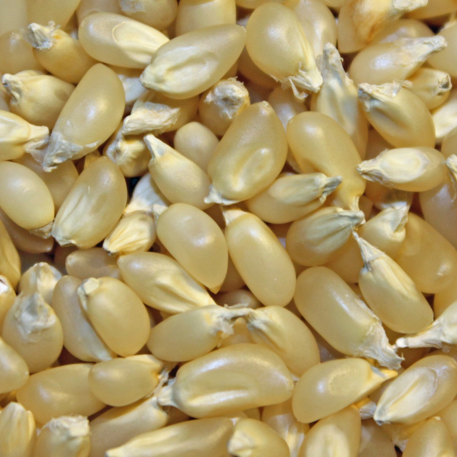 Popcorn Japanese Hulless White (baby Corn) 500mg Seeds