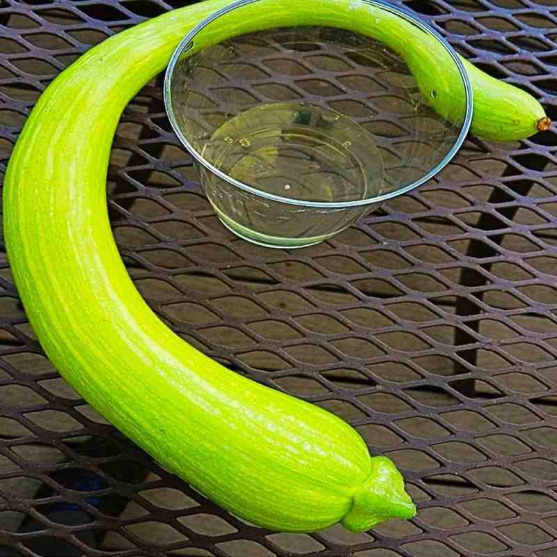 CUCUZZI (ITALIAN EDIBLE) GOURD 10 Seeds, Cucuzza squash