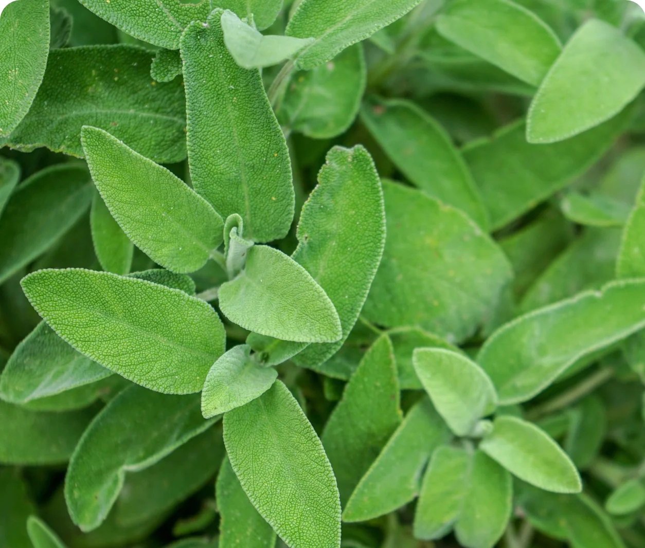 Broadleaf Sage Seeds (Salvia Officinalis) Perennial Herb fresh seeds ...