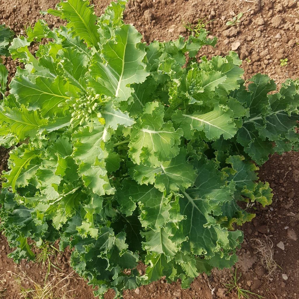 Dwarf Siberian Improved Kale, Babyleaf/Microgreen/full leaf harvests 1 ...