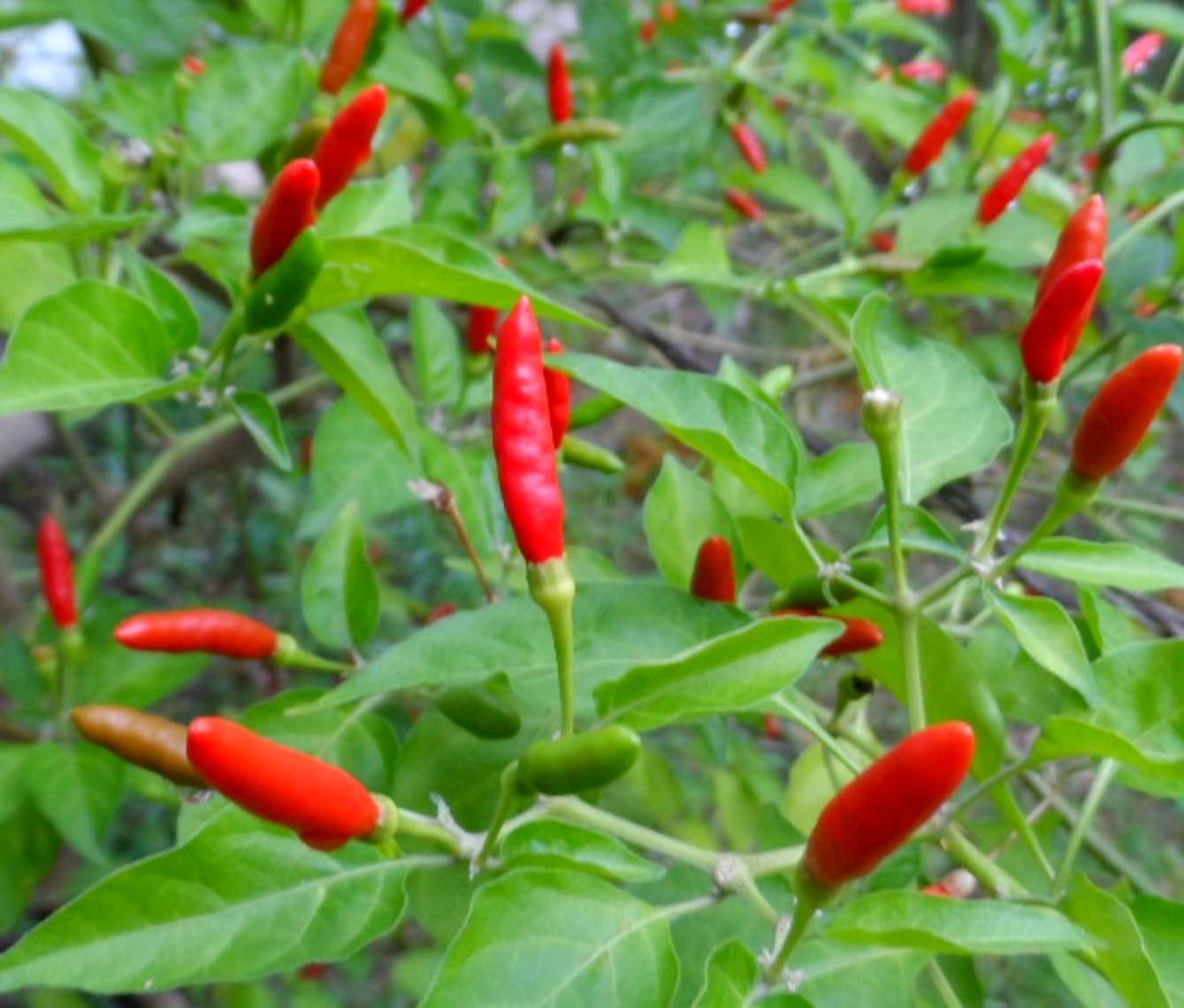 Thai Garden Bird Hot Pepper (Capsicum annuum) 250mg seeds for Planting