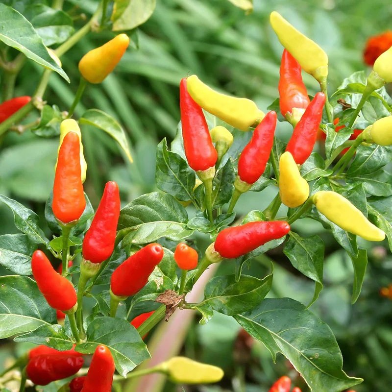 Tabasco, (Capsicum frutescens) 250mg Seeds for planting