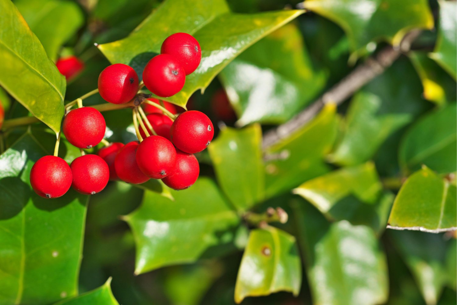Chinese holly (Ilex cornuta var. burfordii De France) 500mg (20 Seeds ...