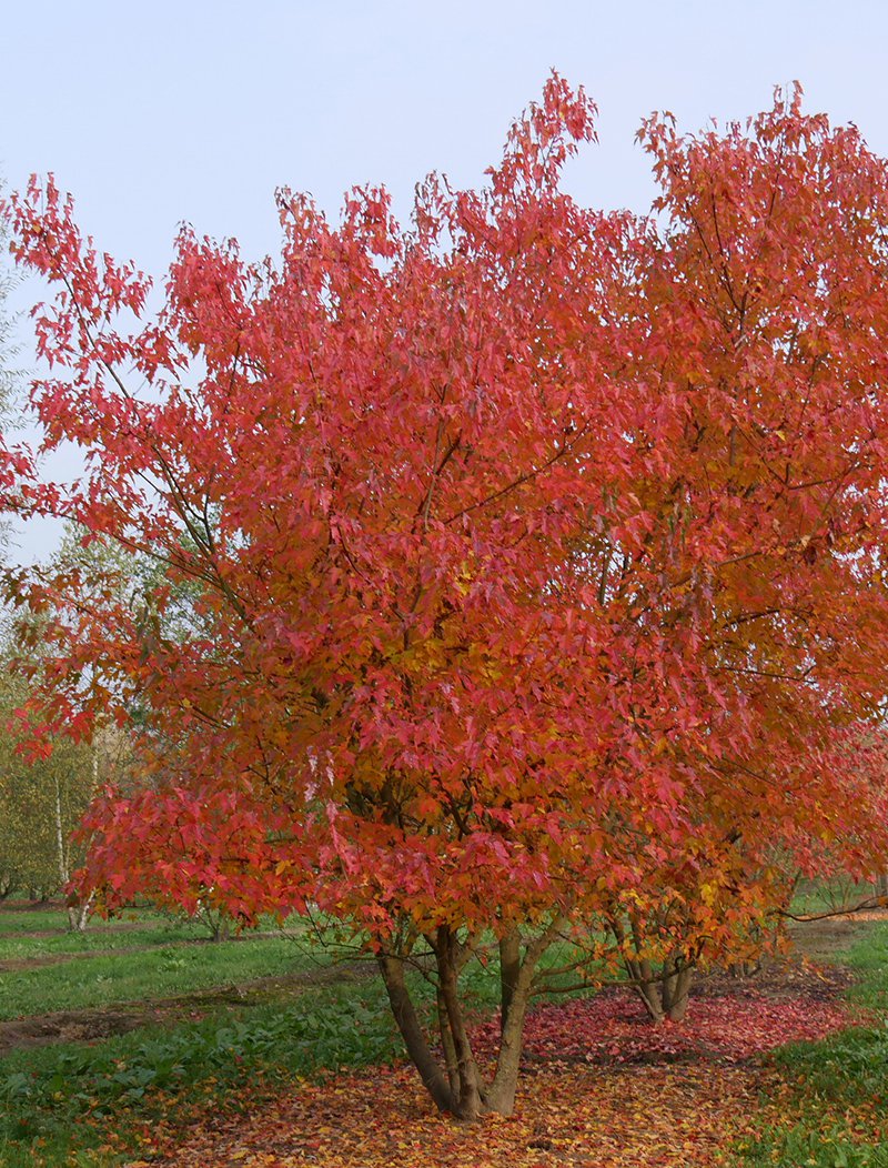 Tatarian maple (Acer tataricum) 10 Seeds for Planting