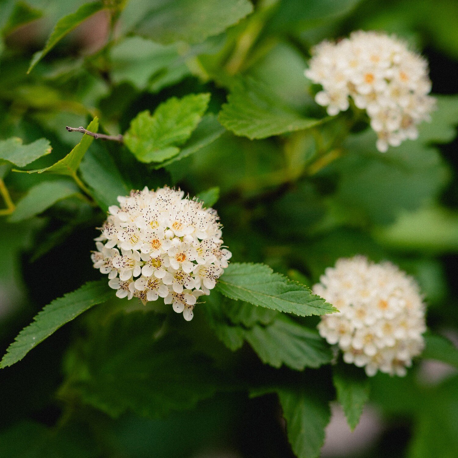 ATLANTIC NINEBARK COMMON EASTERN Physocarpus opulifolius 65 seeds for ...