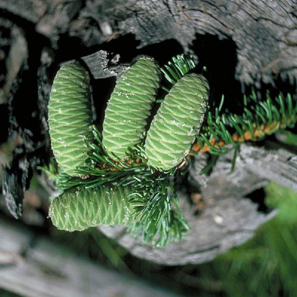 CLEARWATER GRAND FIR GIANT FIR Abies grandis Inland Ecotype 11 seeds ...