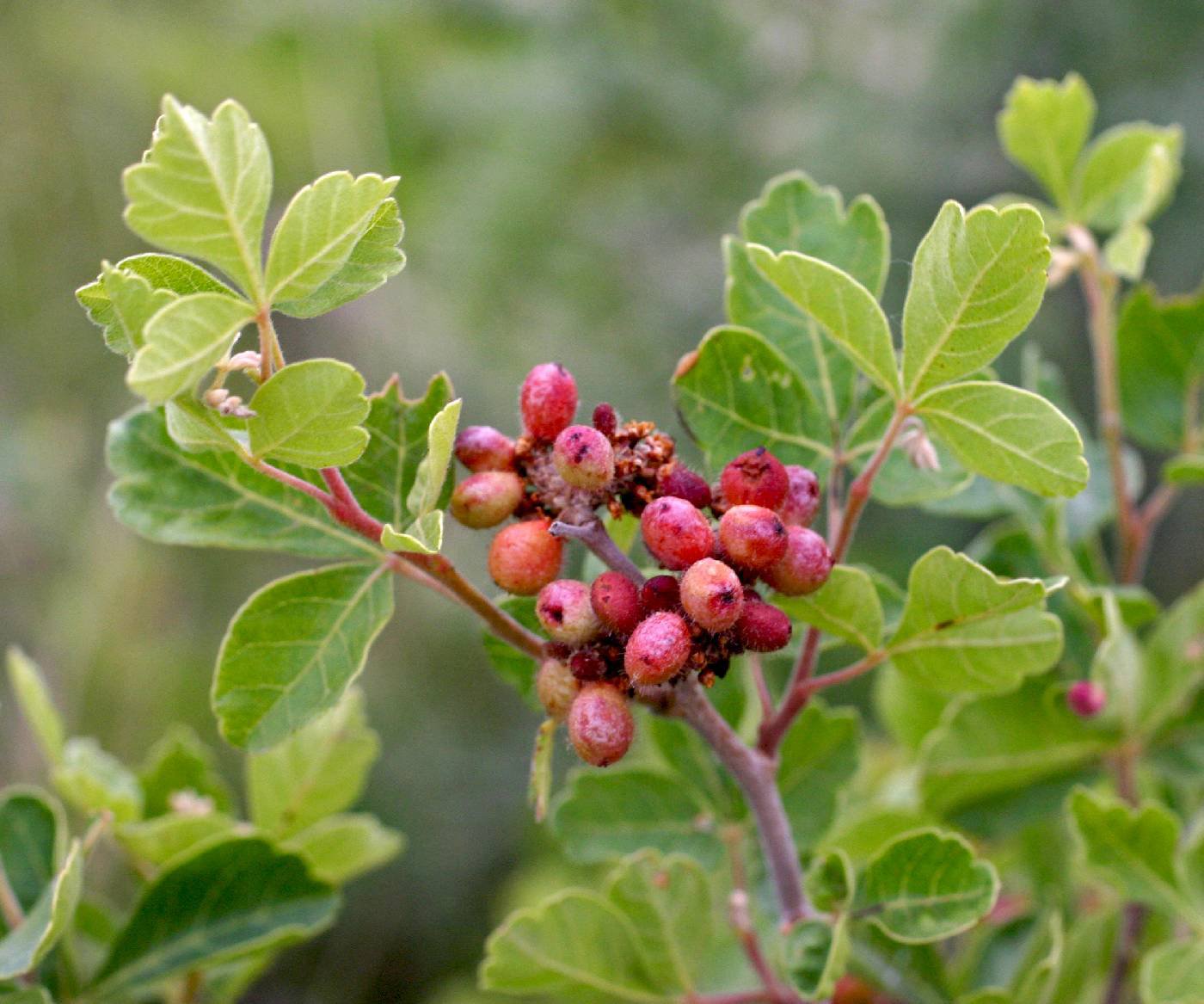 FRAGRANT SUMAC Rhus aromatica 20 seeds for planting