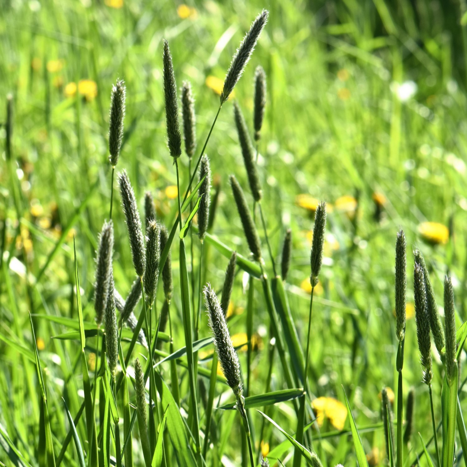 CREEPING MEADOW FOXTAIL Alopecurus arundinaceus 129 seeds for planting