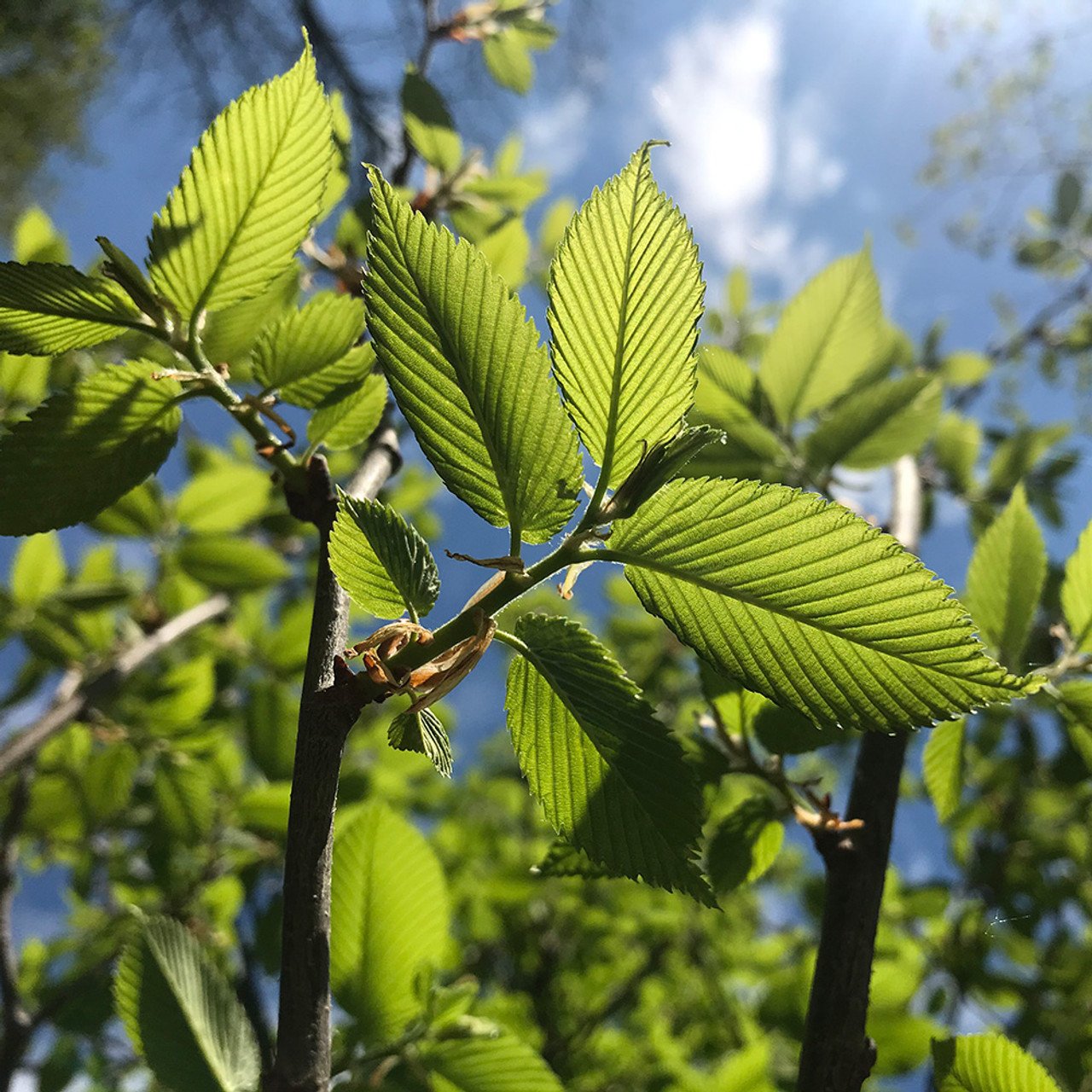 WINGED ELM Ulmus alata 77 seeds for planting