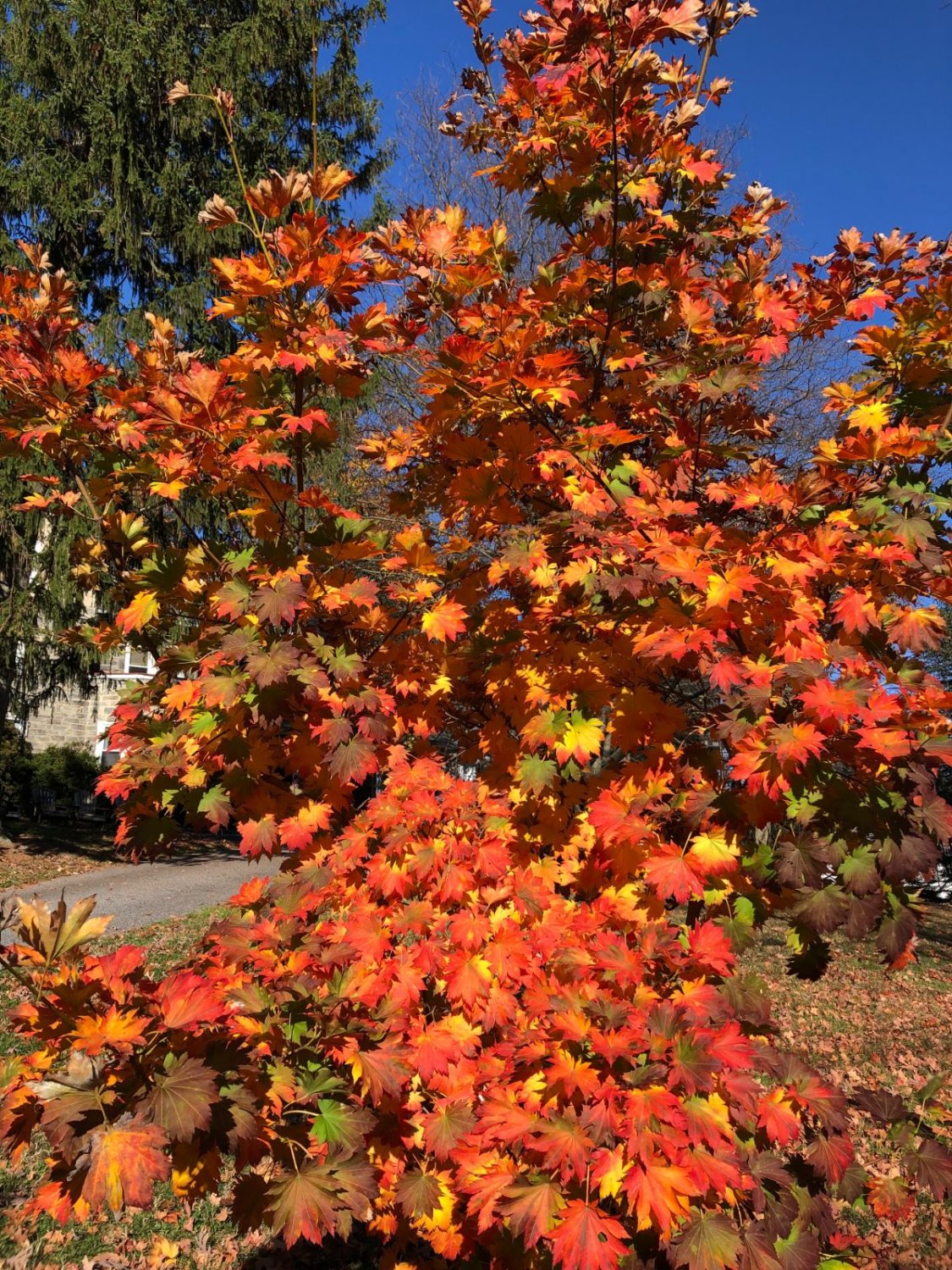 KOREAN MAPLE Acer pseudosieboldianum 18 seeds for planting