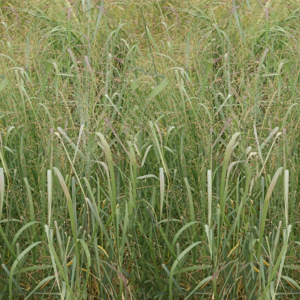 SWITCH GRASS SWITCHGRASS Panicum virgatum 'Alamo' 400 seeds for planting