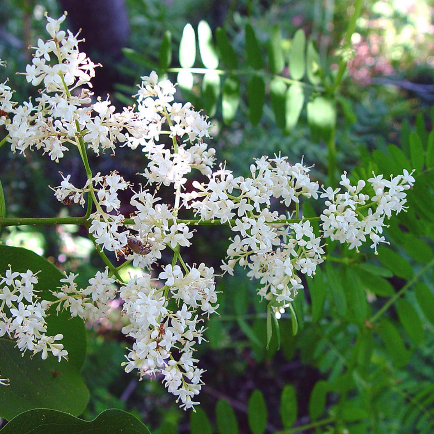 AMUR LILAC AMUR TREE LILAC Syringa reticulata ssp. Amurensis 29 seeds ...